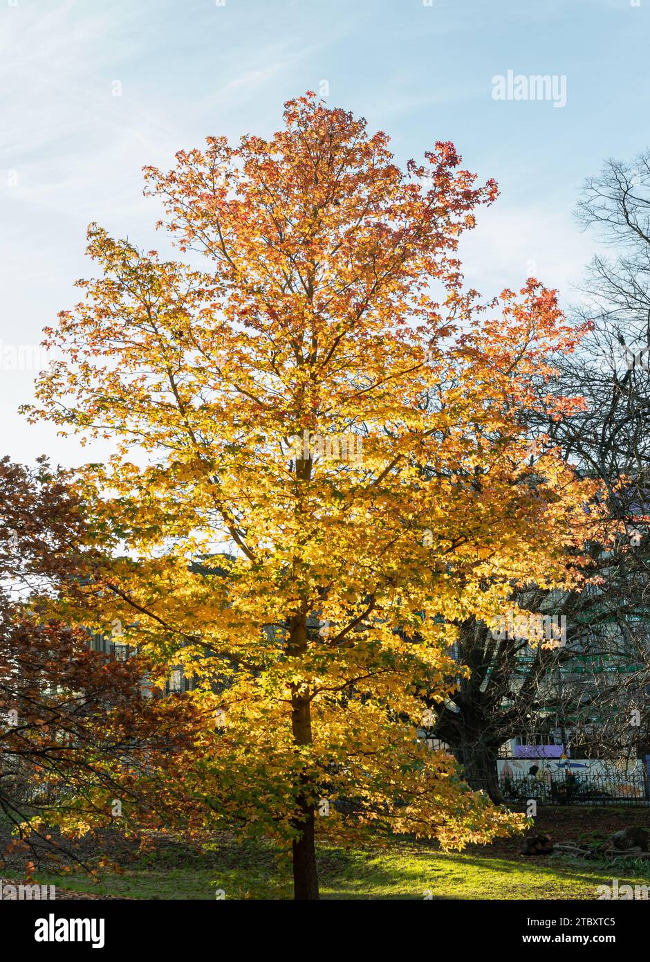 Bright Yellow Autumn Leaves on Sweet Gum Tree (Liquidambar styraciflua ...
