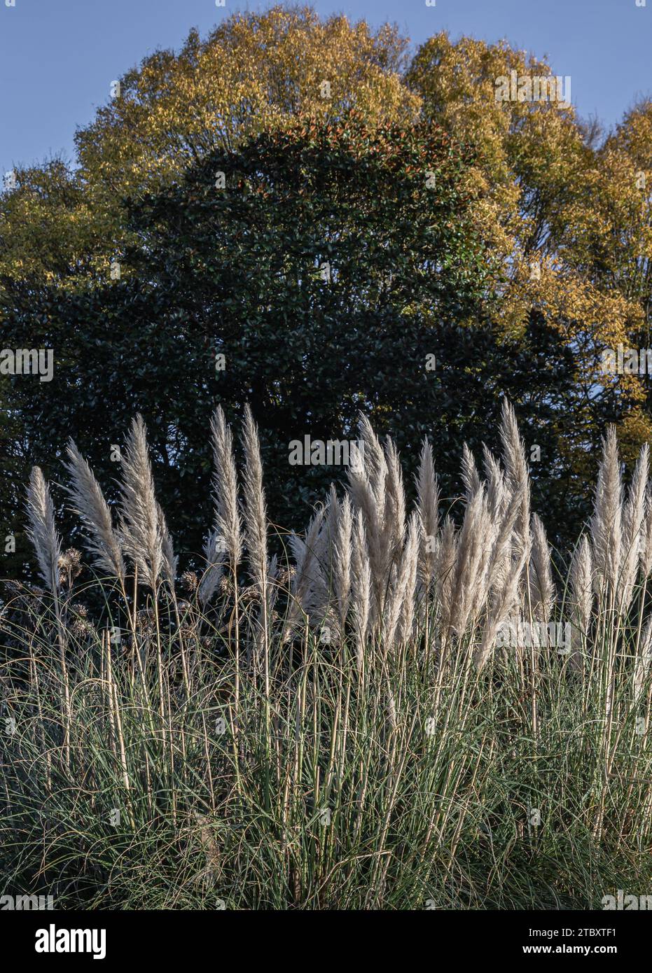 The fascinating plumage of the flowers of the pampas grass in the park ...