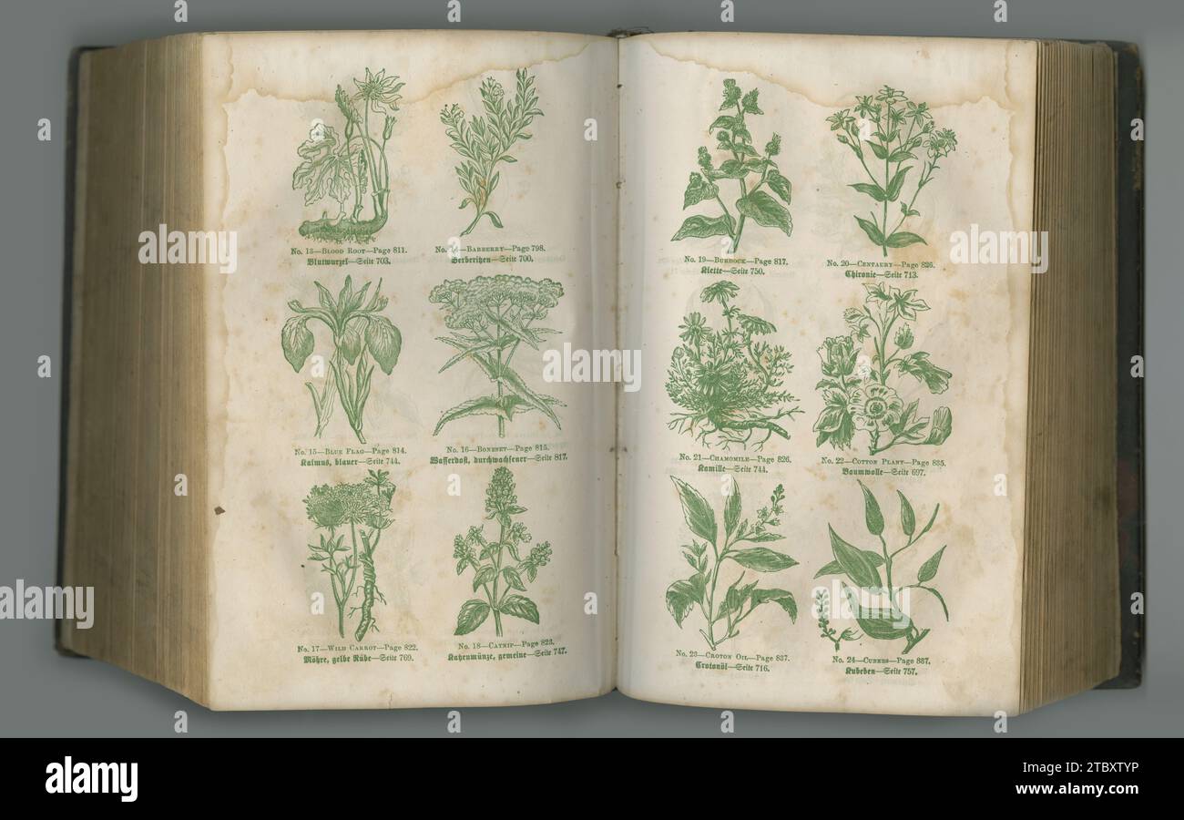Old book, plants and vintage pages in biology for medical study or ...