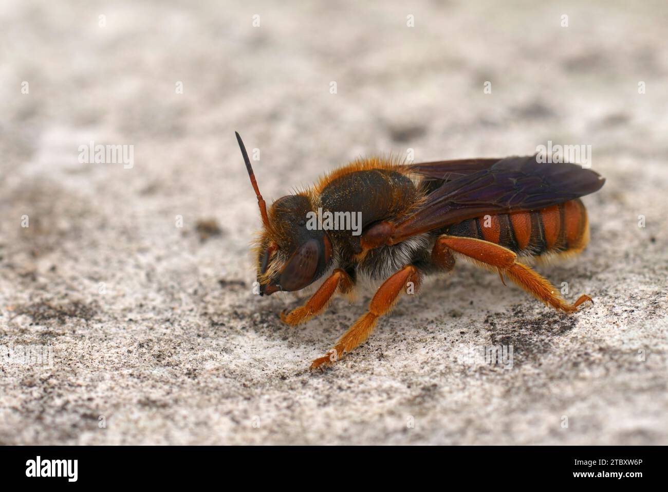 Detailed natural closeup on the coloreful spotted red-resin bee ...