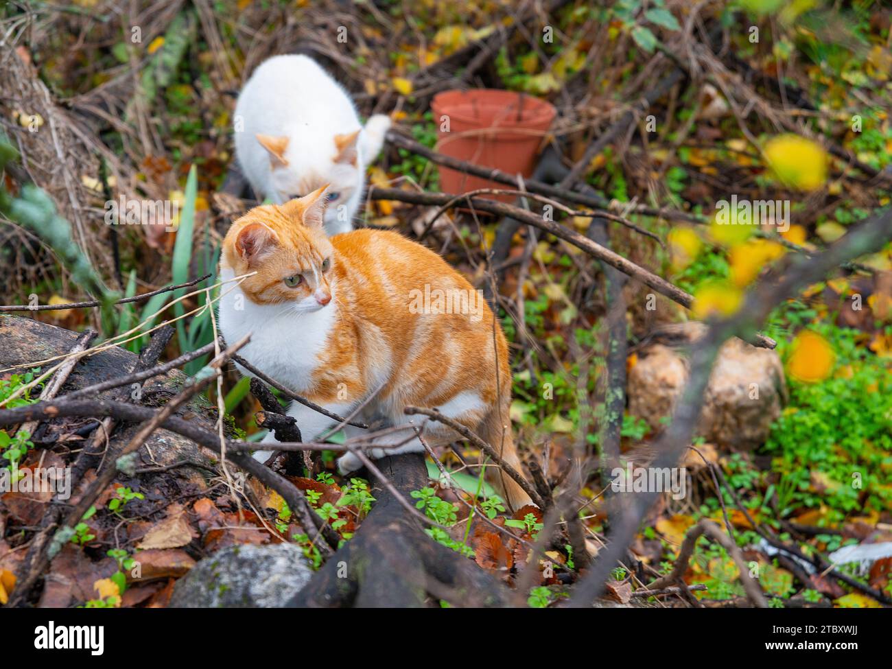 Animales adorables hi-res stock photography and images - Alamy