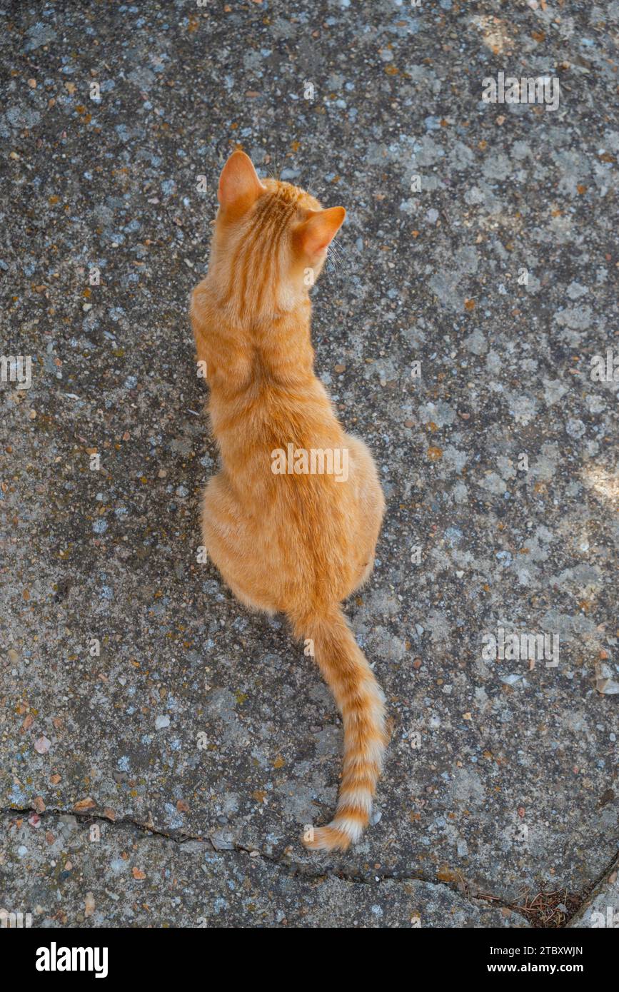Orange tabby cat Stock Photo - Alamy