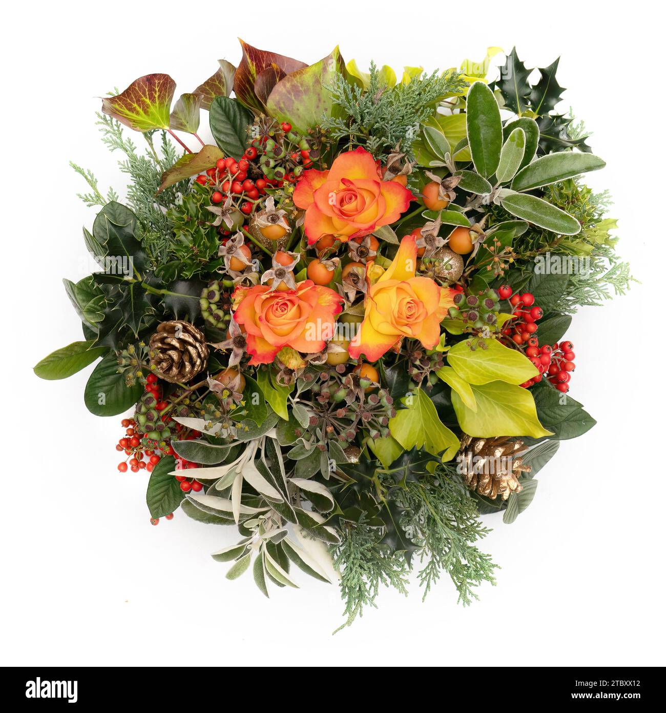 Conifer flowers Cut Out Stock Images & Pictures - Alamy