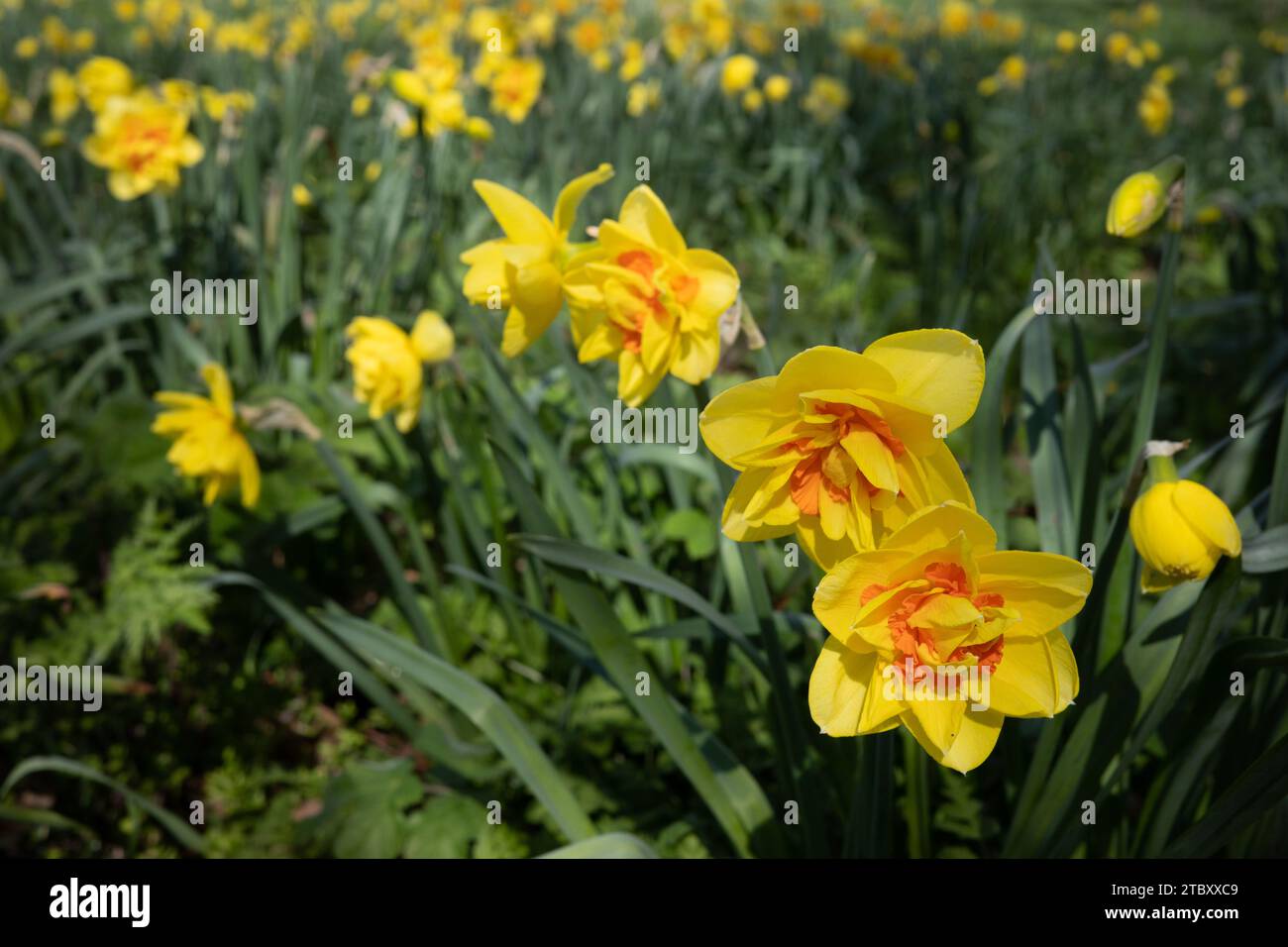 Tahiti Double flowering Yellow - Orange Daffodil, Oxfordshire Stock ...