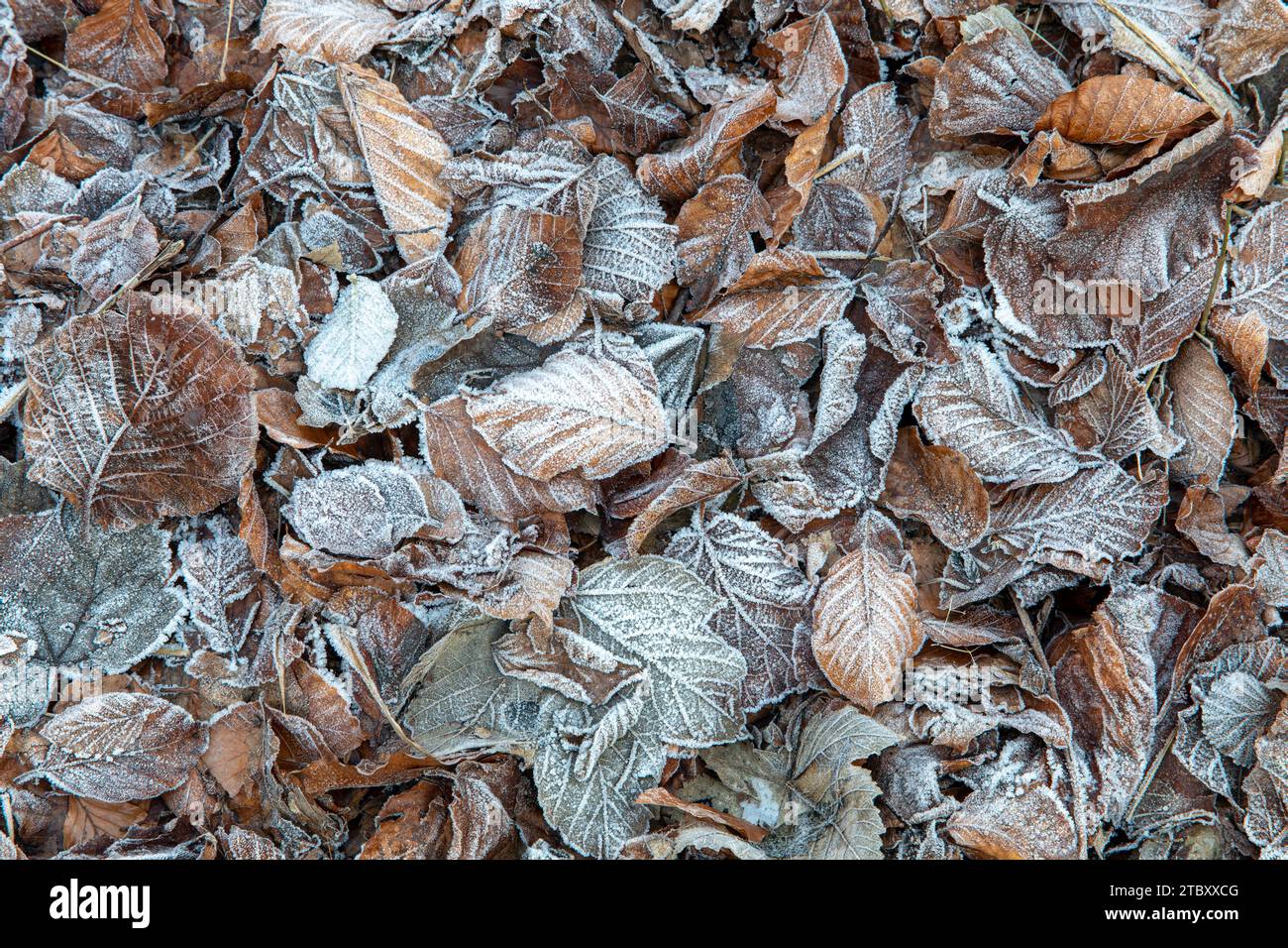 Dead Hazel leaves after a hard frost in winter Stock Photo - Alamy