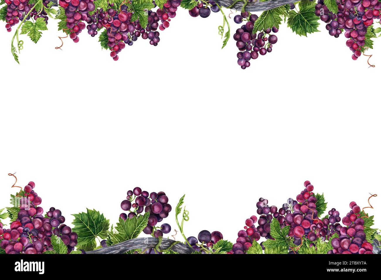 Grape vine border hi-res stock photography and images - Alamy