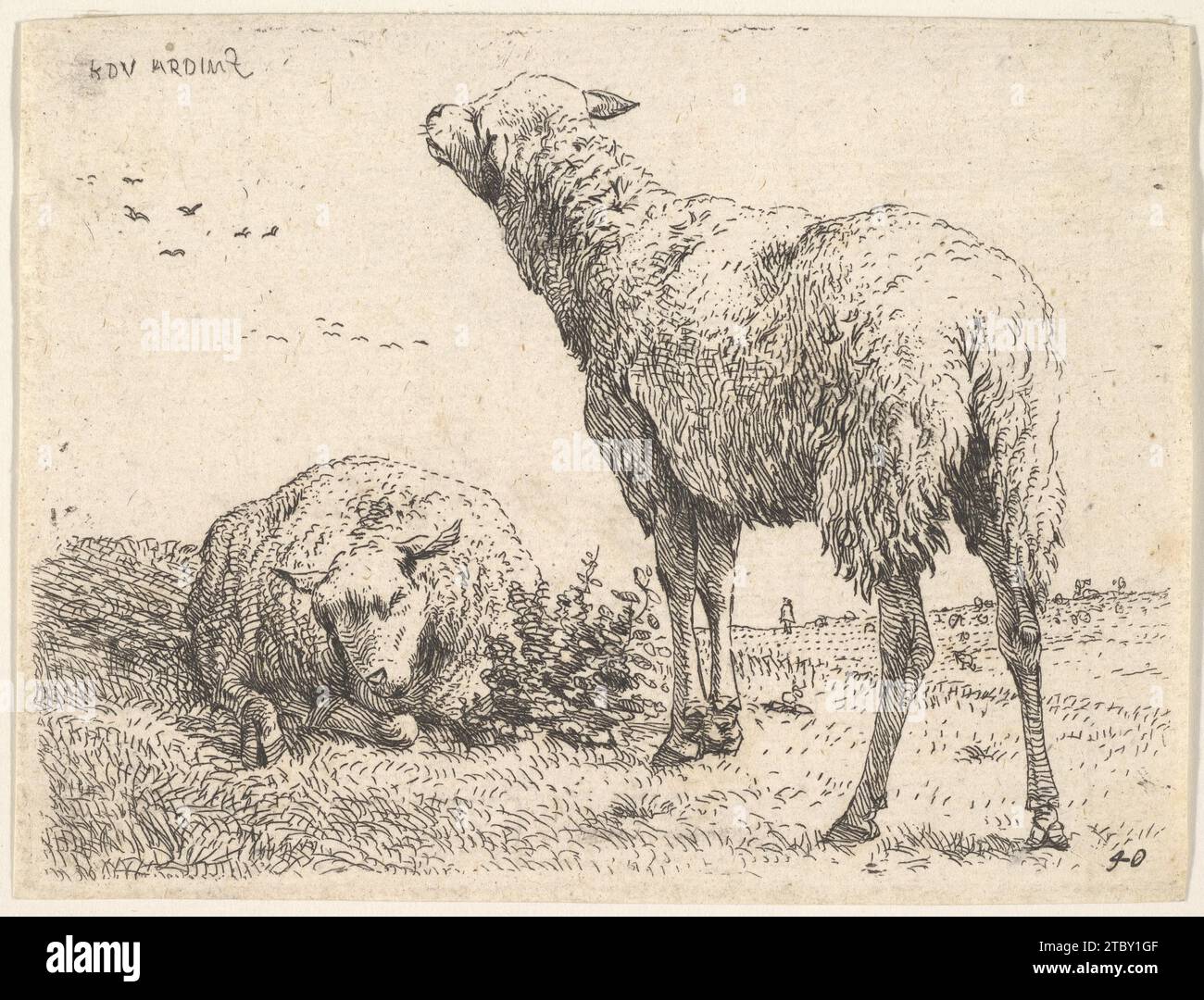 Two sheep, one shown frontally in a reclining position with its legs ...