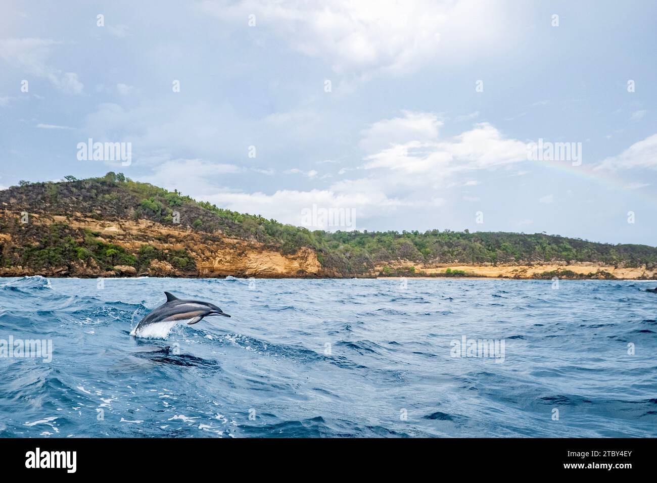 Dolphins leaping near Petite Terre, Mayotte, with yellow volcanic ...