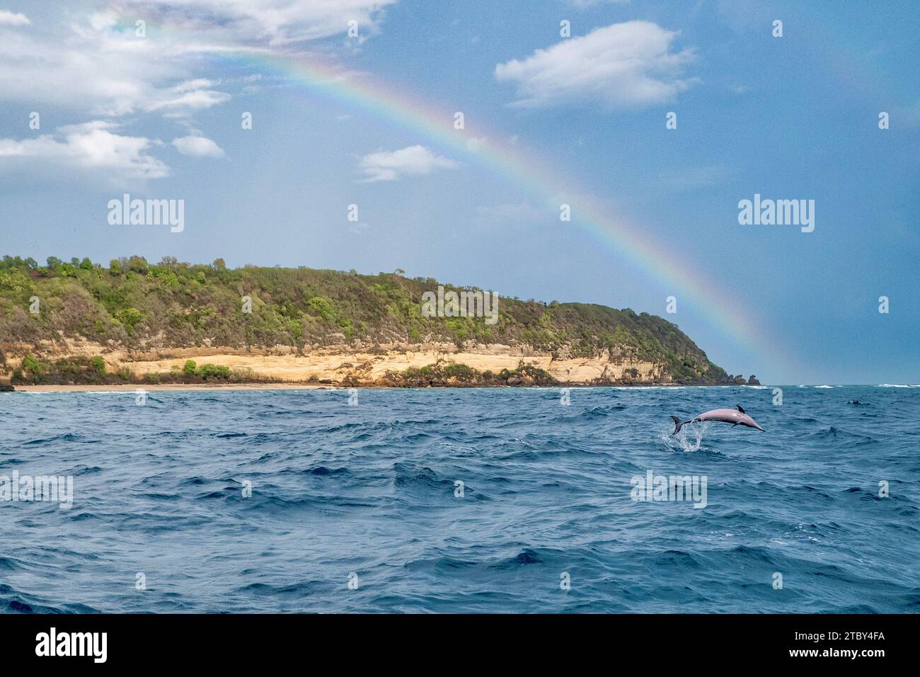 Dolphins leaping near Petite Terre, Mayotte, with yellow volcanic ...