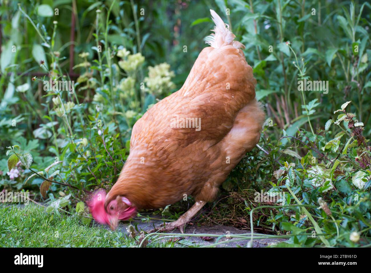 Hen foraging hi-res stock photography and images - Alamy