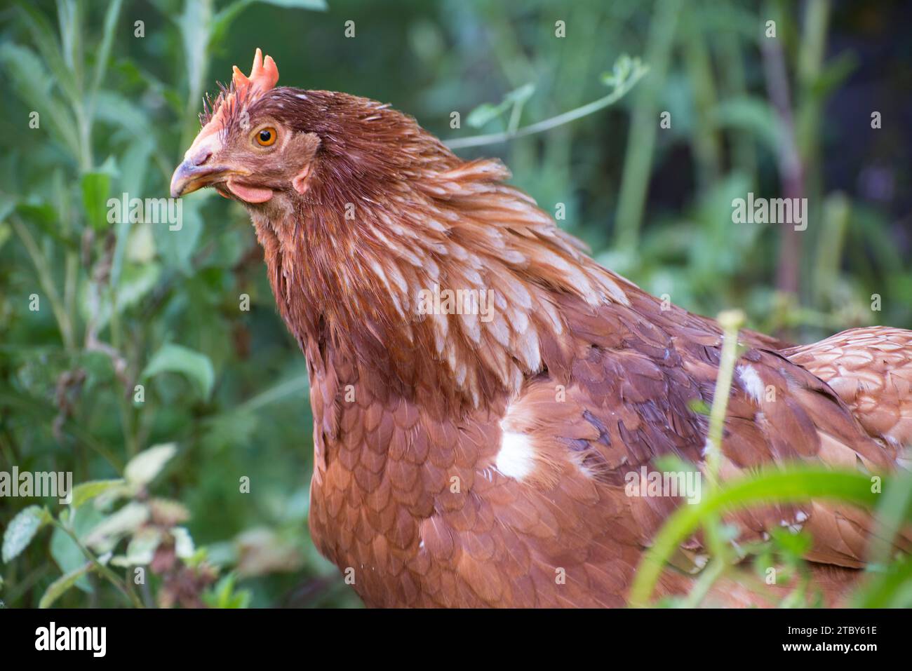Hen foraging hi-res stock photography and images - Alamy