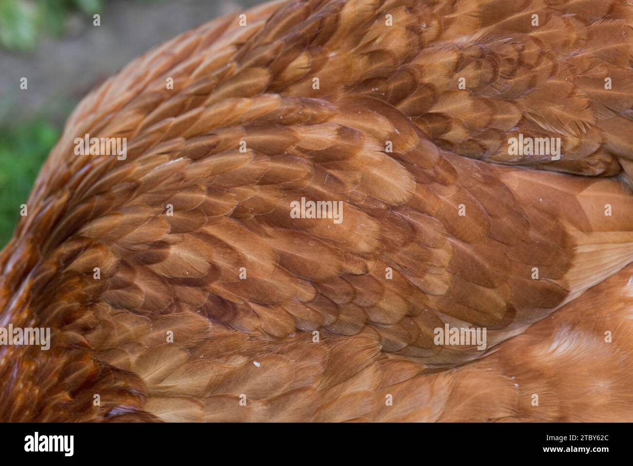 Body feathers of a pet hen Stock Photo - Alamy