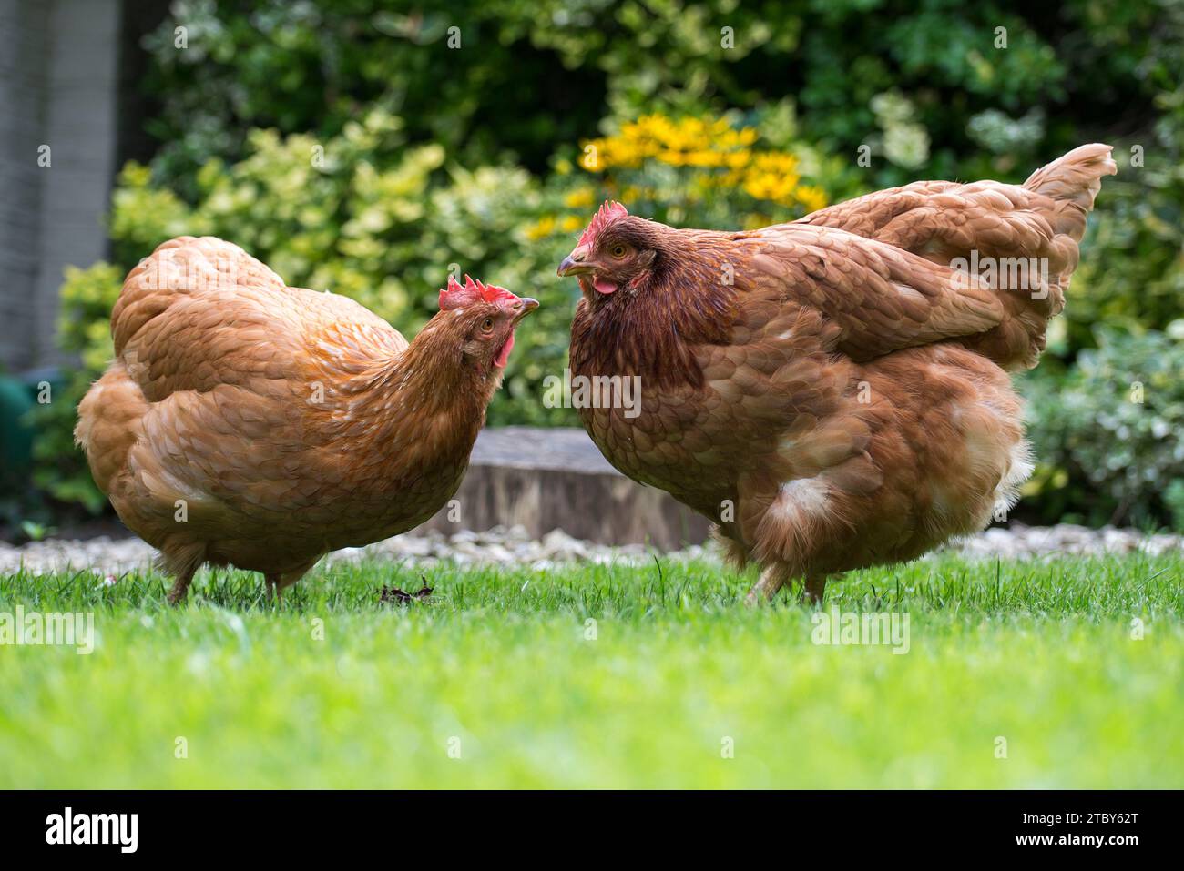 Two pet hens looking at each other Stock Photo - Alamy