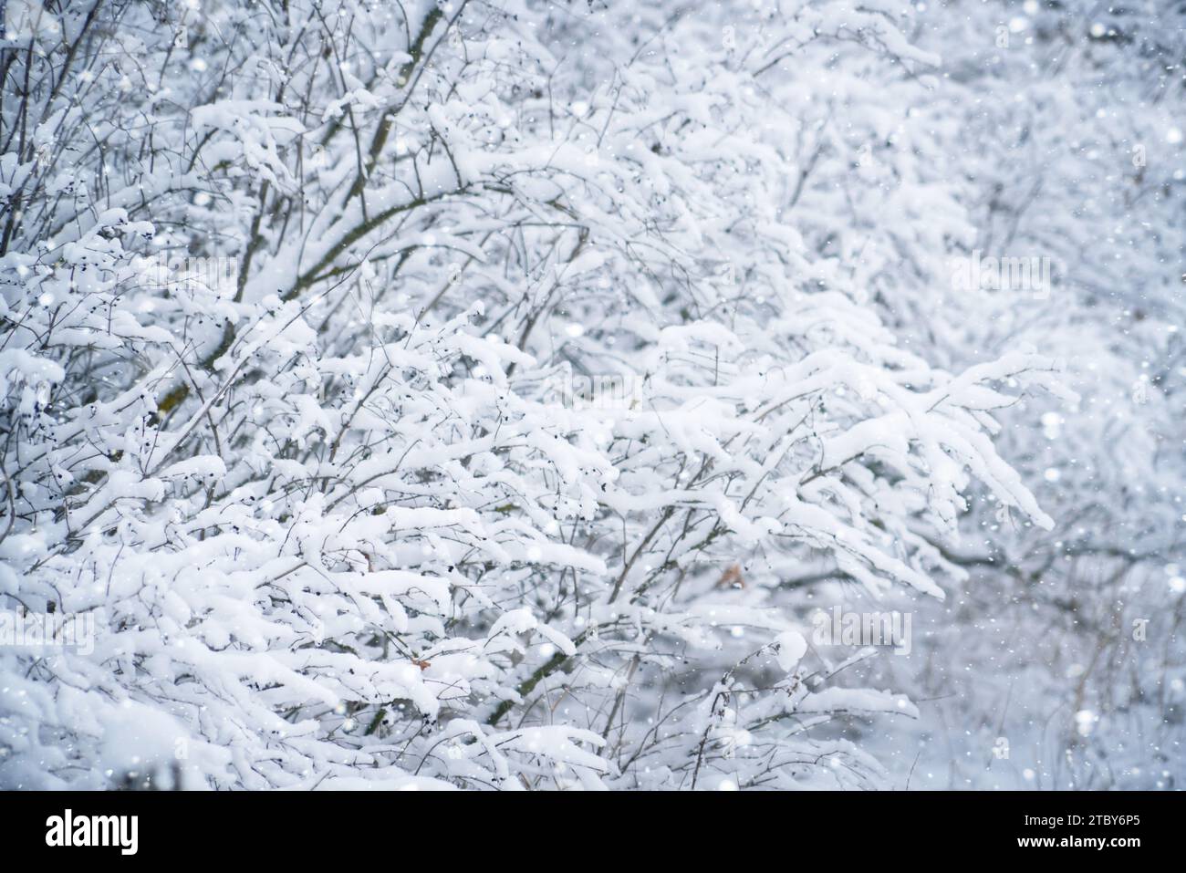 Snow-covered branches of bushes capture winter's serene beauty Stock ...
