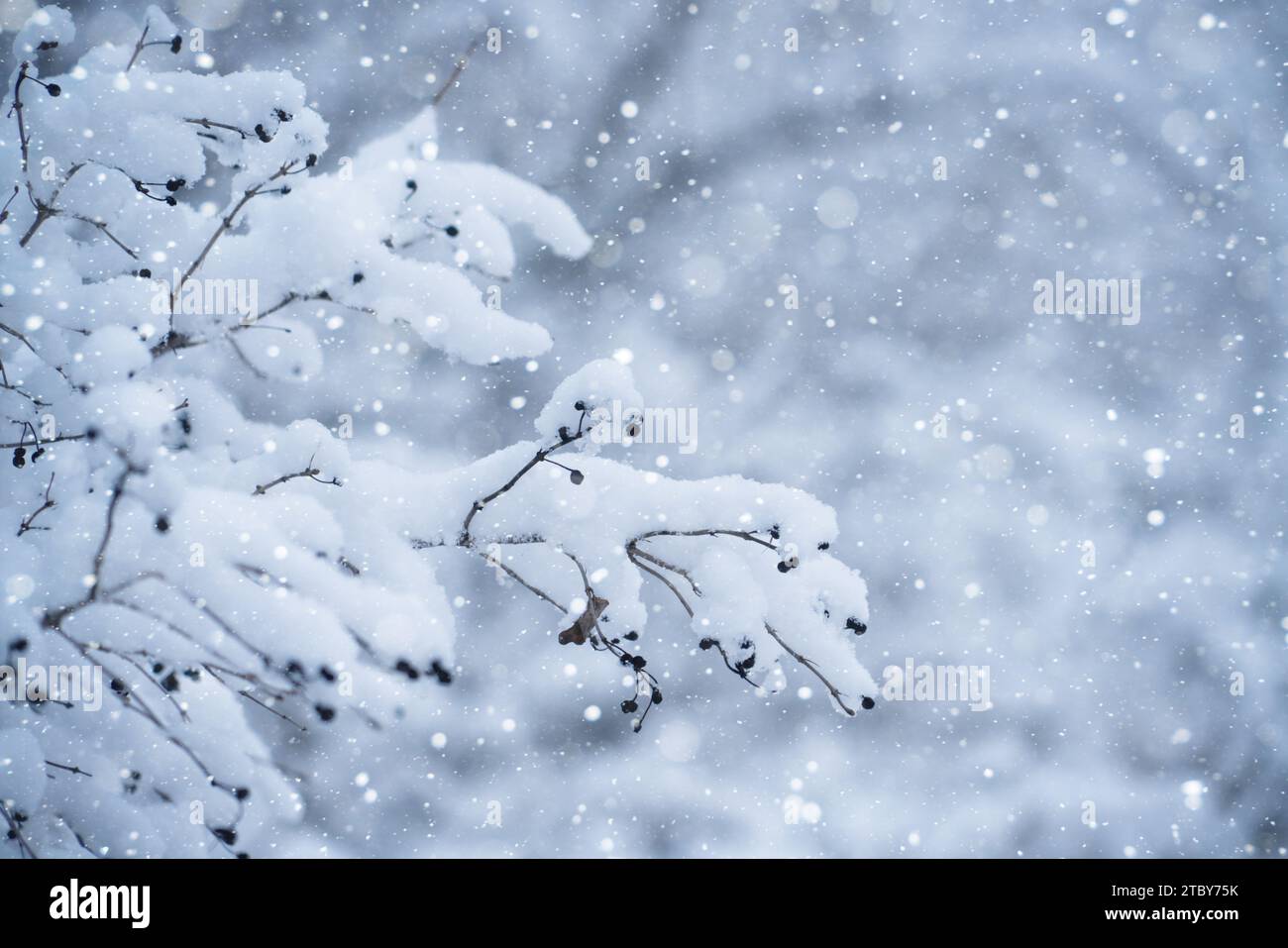 Snow-covered branches of bushes capture winter's serene beauty Stock ...