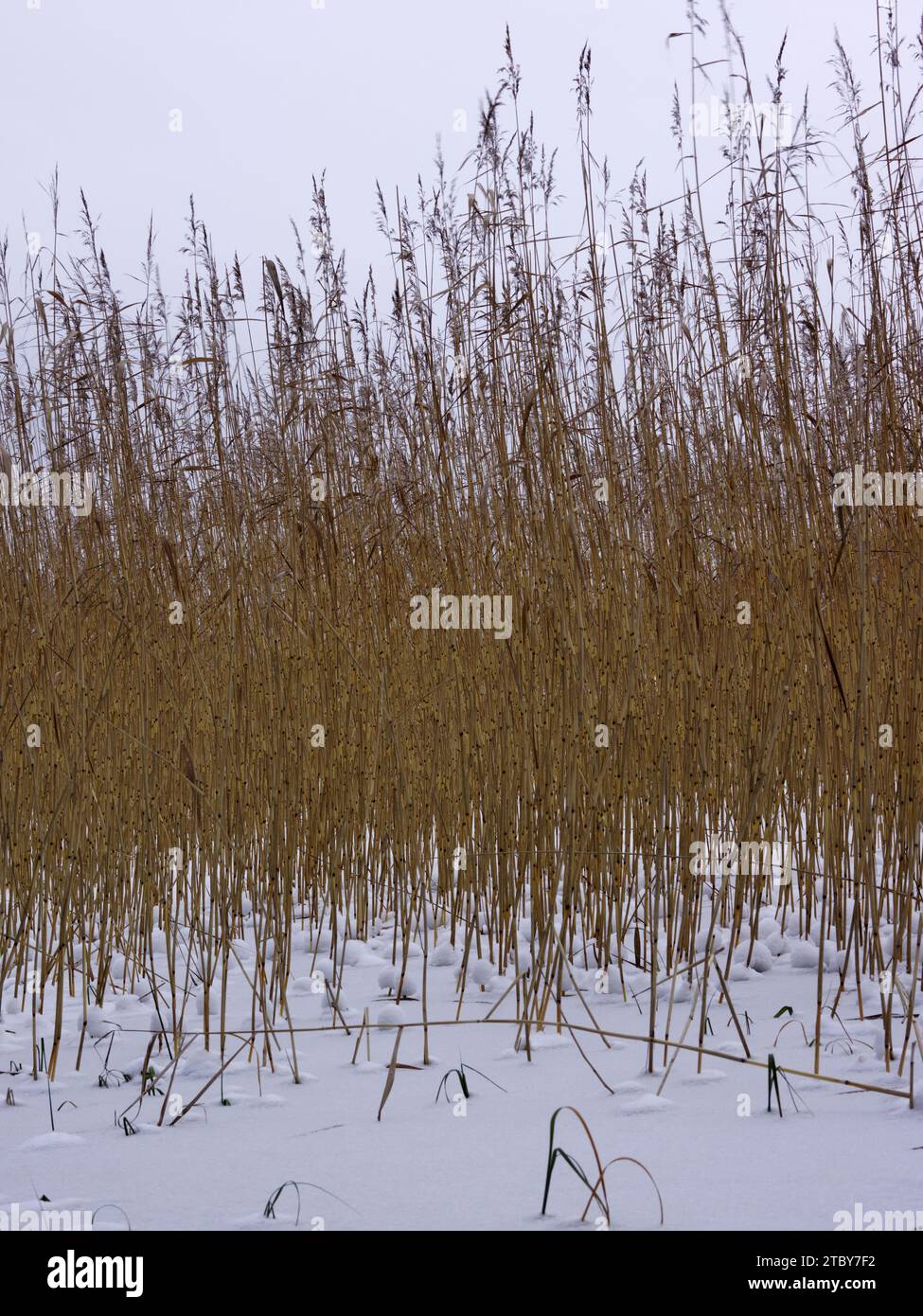 Long dry reeds blue hi-res stock photography and images - Alamy