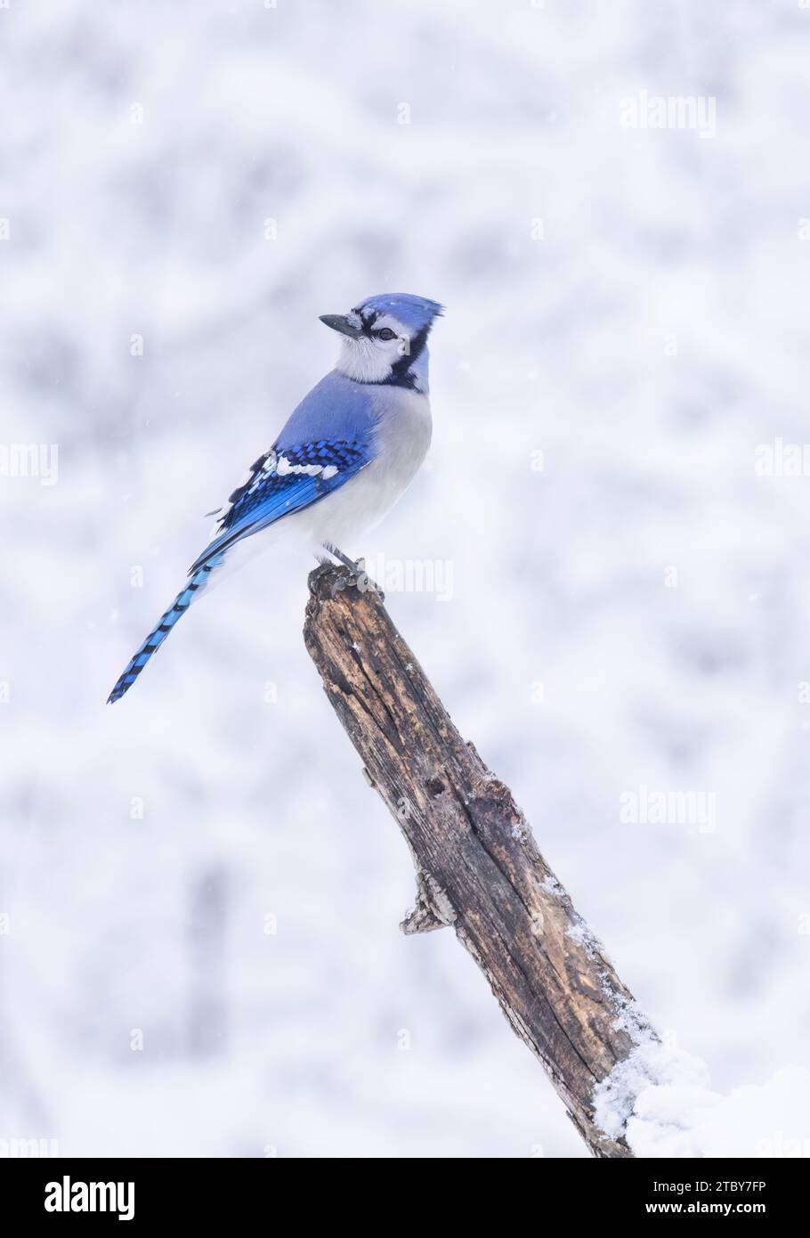 Blue Jay portrait (Cyanocitta cristata) perched on a branch on a ...