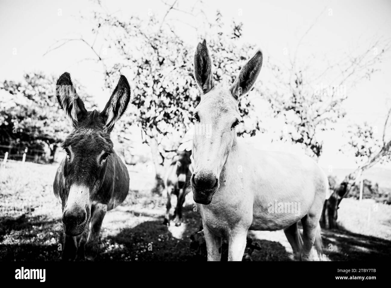 Two male donkeys in a field Stock Photo - Alamy