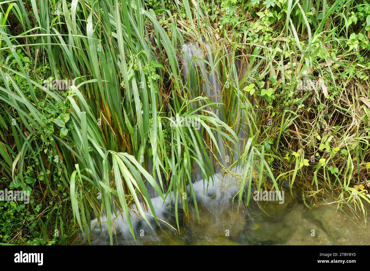 Small waterfall covered by tall grass Stock Photo - Alamy