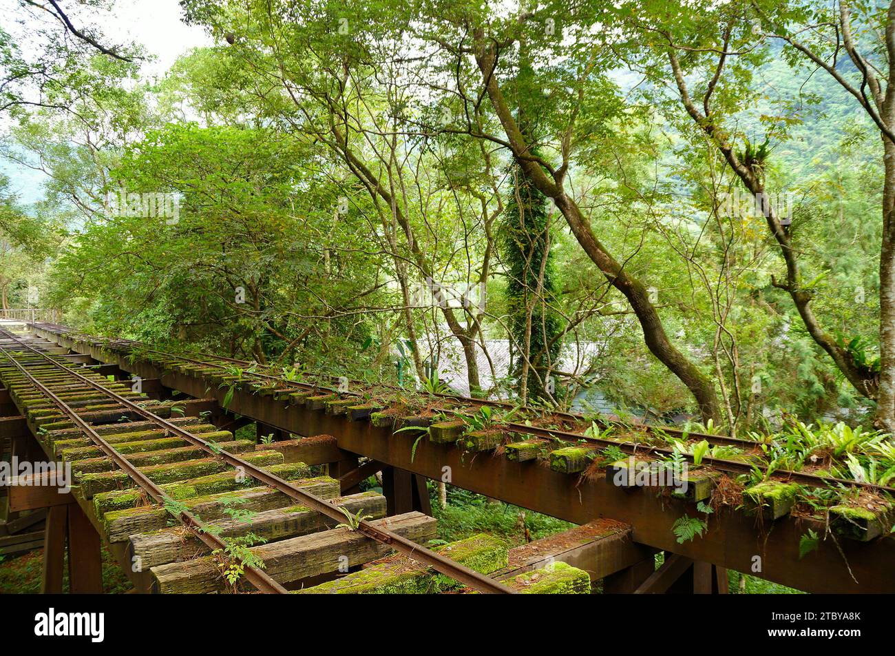 Grass and moss growing on abandoned wooden railroad bridge Stock Photo ...