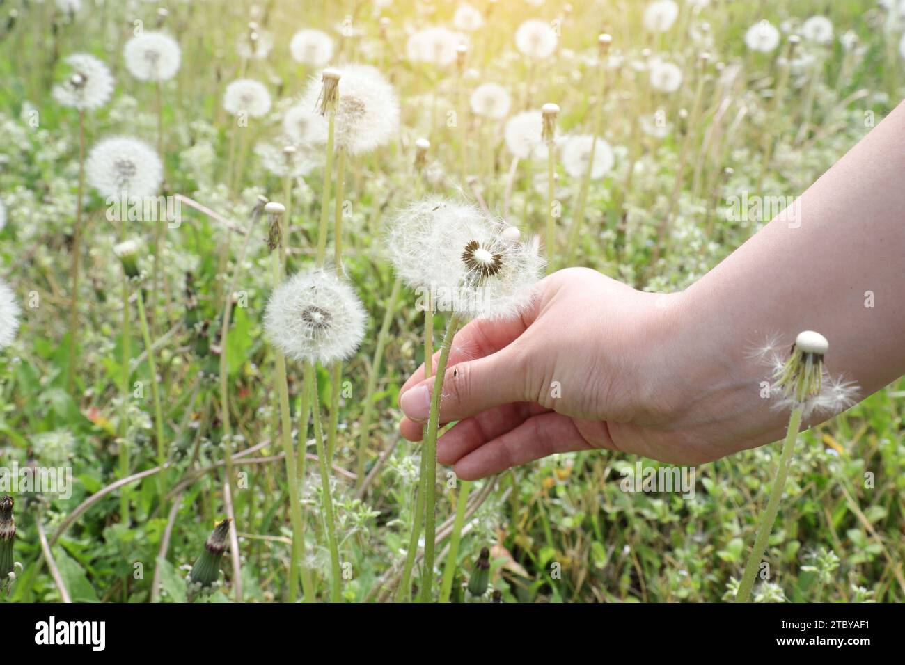 Woman hand touching flower hi-res stock photography and images - Alamy