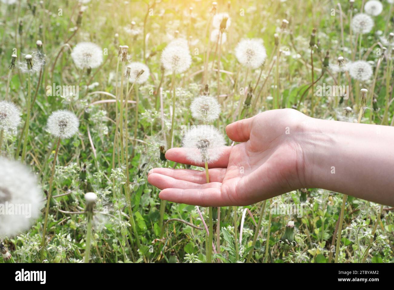 Womans hand touching flower hi-res stock photography and images - Alamy