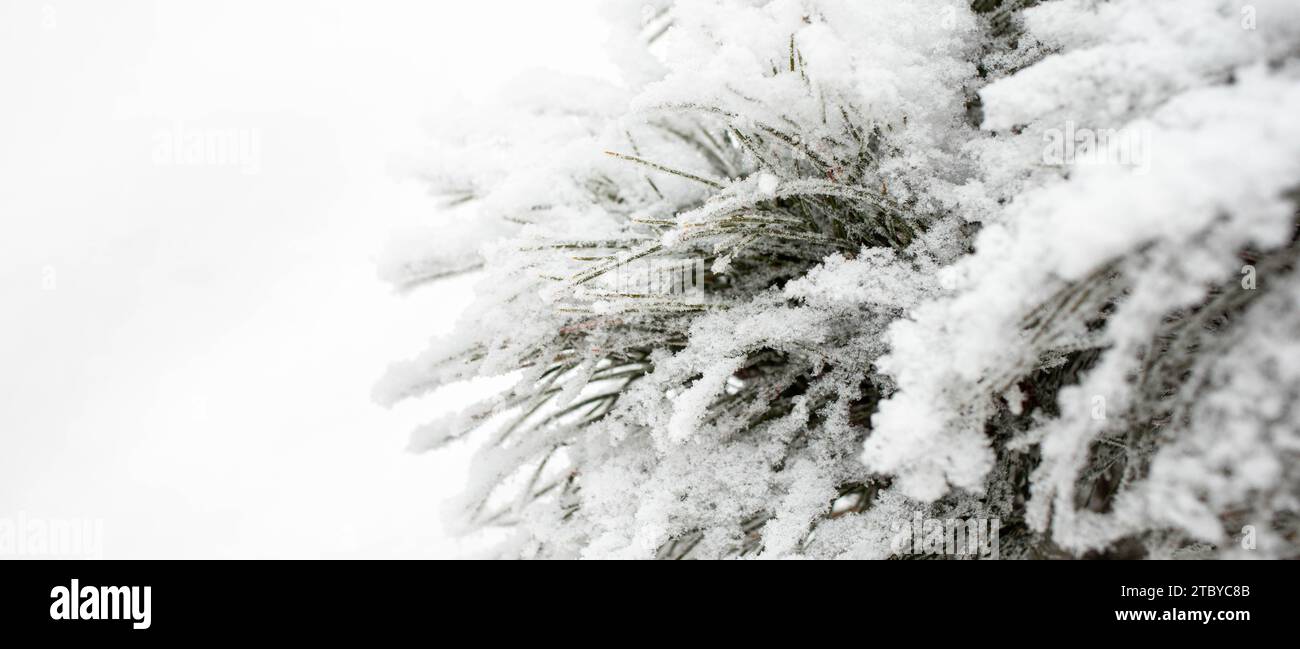 Snowy cedar tree branches on white background. Forest care, wood ...