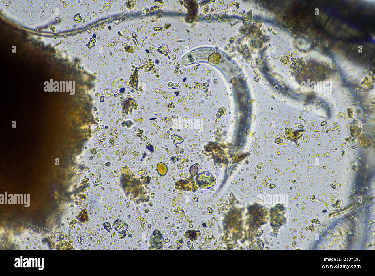 microscopic microorganisms under the microscope Stock Photo - Alamy