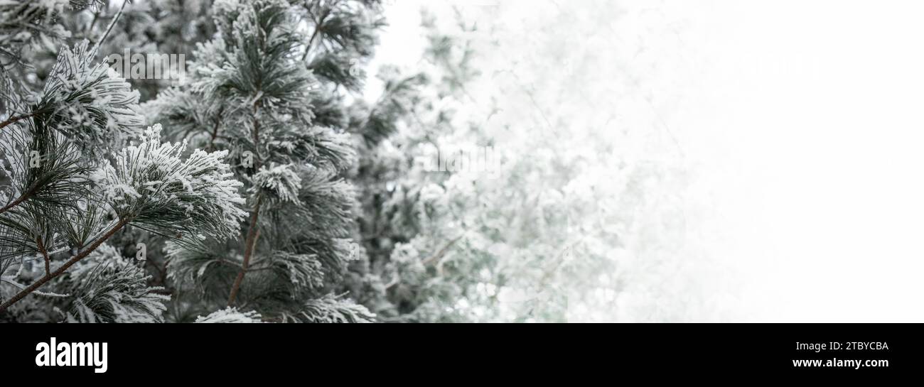Winter banner with snowbound cedar tree branches on white background ...