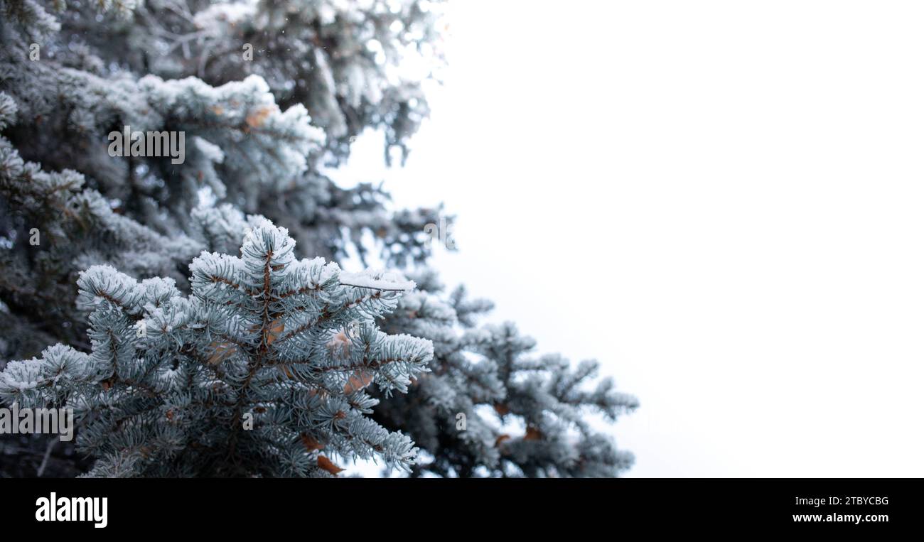 Blue spruce tree branches snow covered on white background. Forest care ...