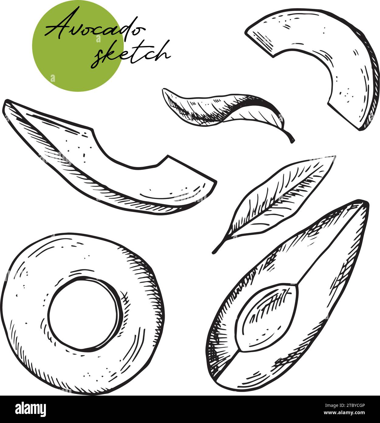 Avocado slice vector icon. Hand drawn sketch of ripe tropical fruit ...
