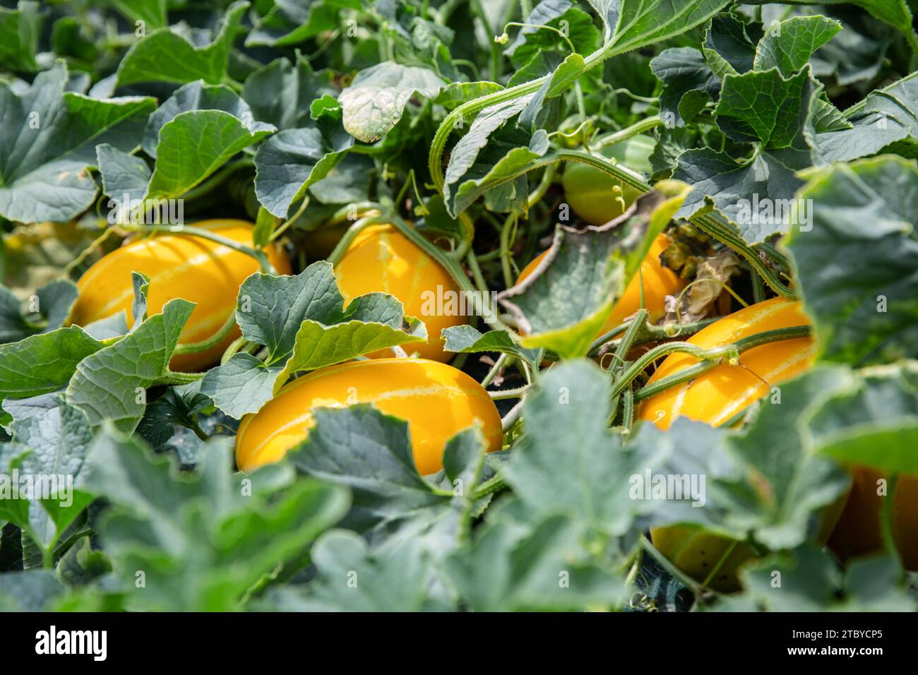 Fruit of oriental melon grown in a greenhouse Stock Photo - Alamy