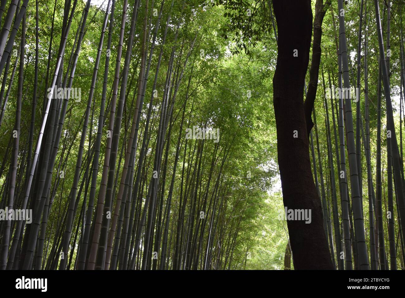 Bamboo forest in arashiyama park hi-res stock photography and images ...