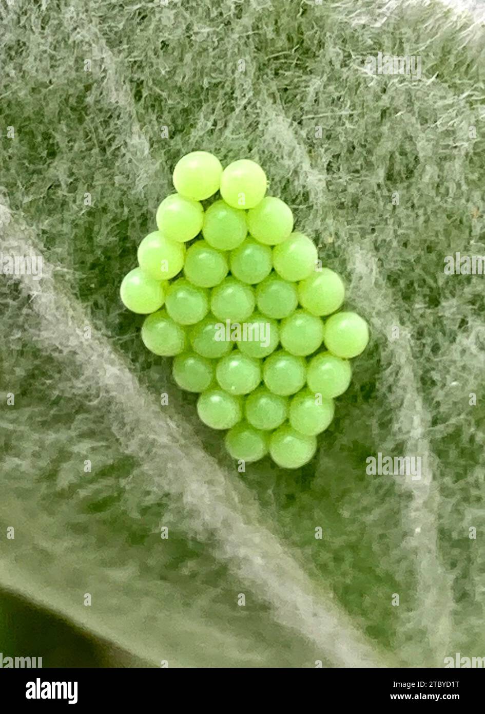 June 3, 2023, London, United Kingdom: Green shield bug eggs seen under ...