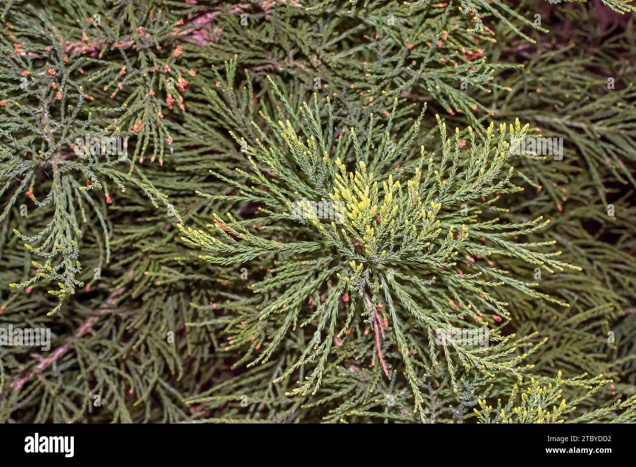 Spring foliage of the giant sequoia or giant mahogany in Latin ...
