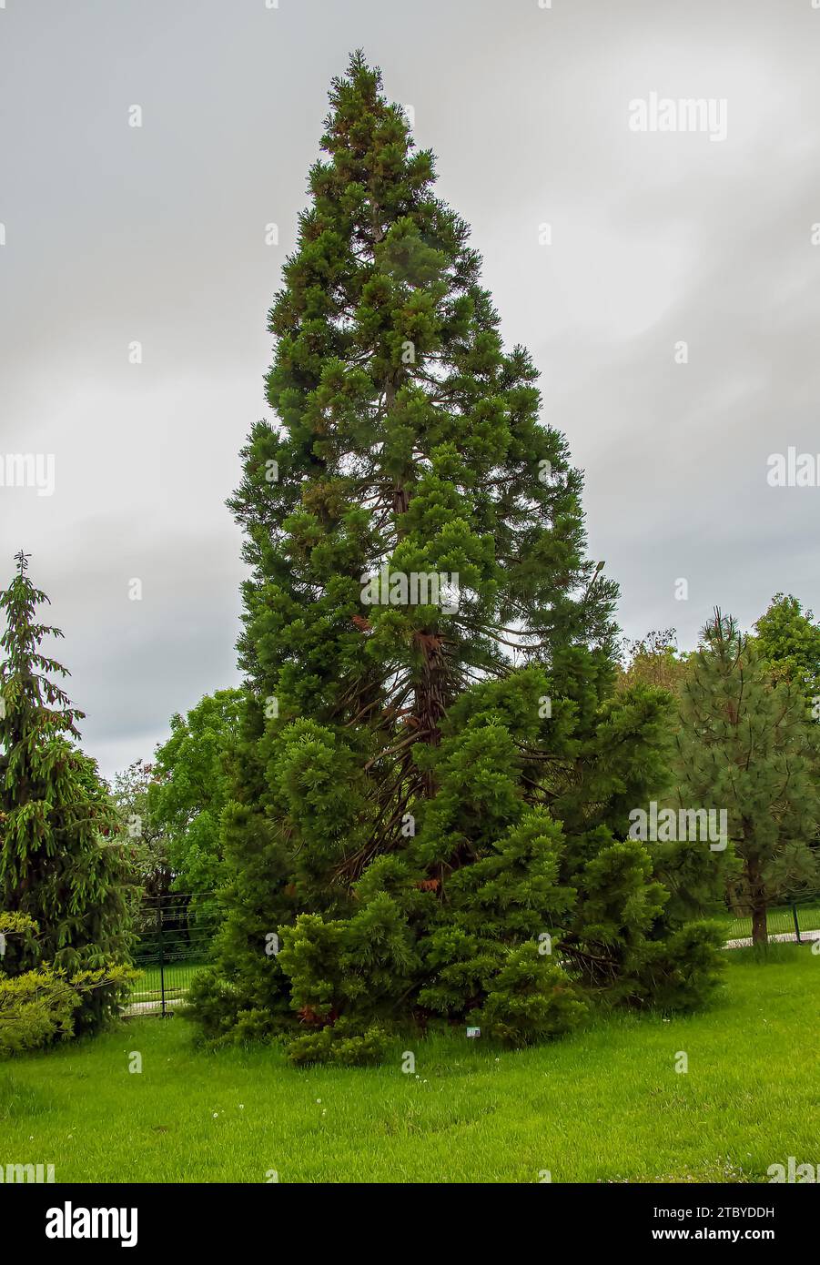 Spring foliage of the giant sequoia or giant mahogany in Latin ...