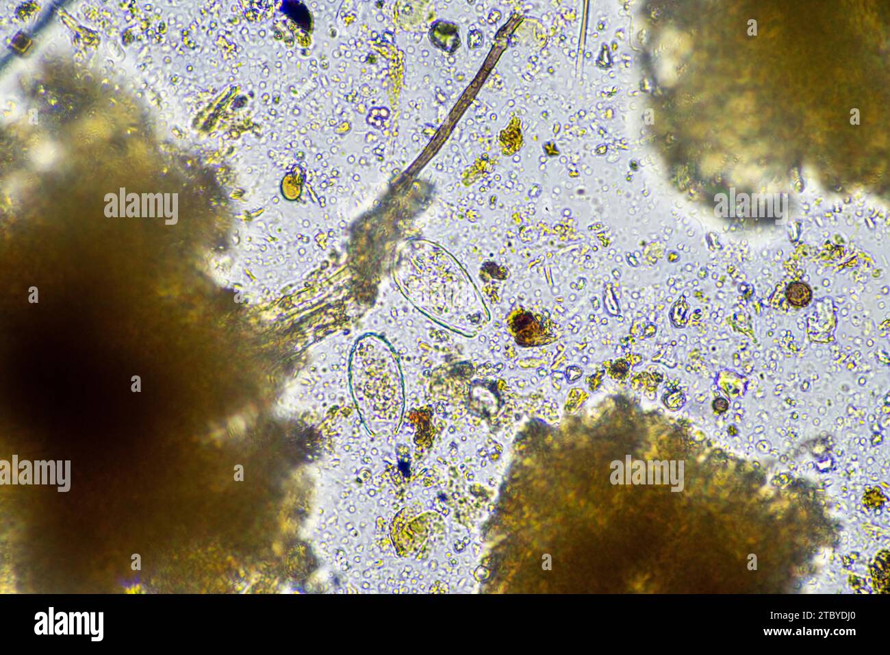 microscopic microorganisms under the microscope Stock Photo - Alamy