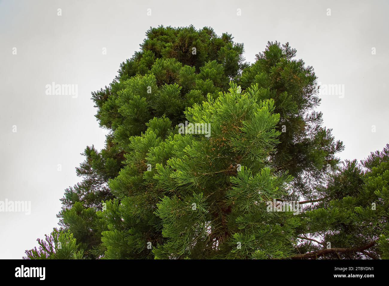 Spring foliage of the giant sequoia or giant mahogany in Latin ...