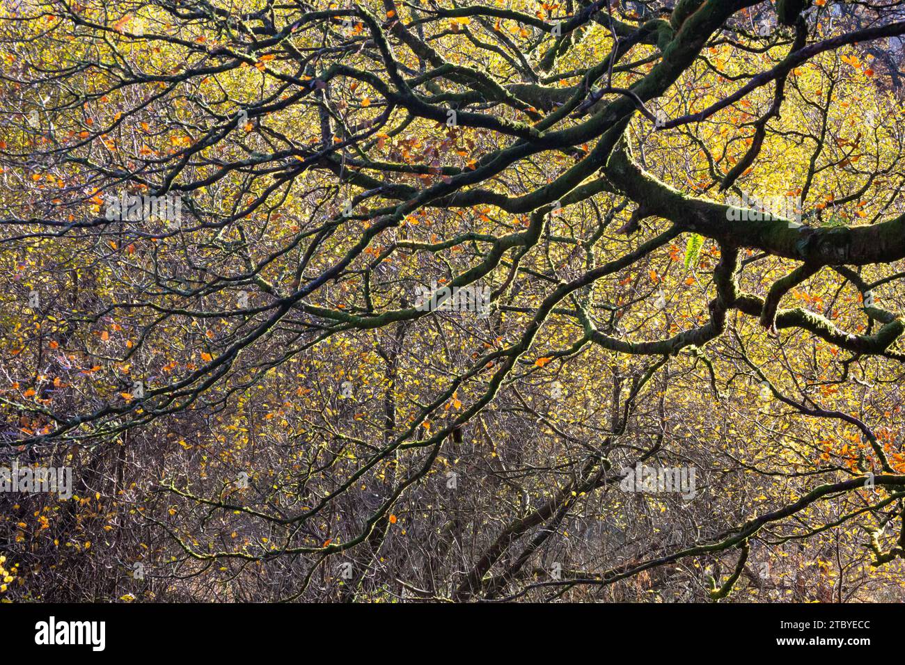 Temperate rainforest woodland trees on a misty Autumn morning in ...
