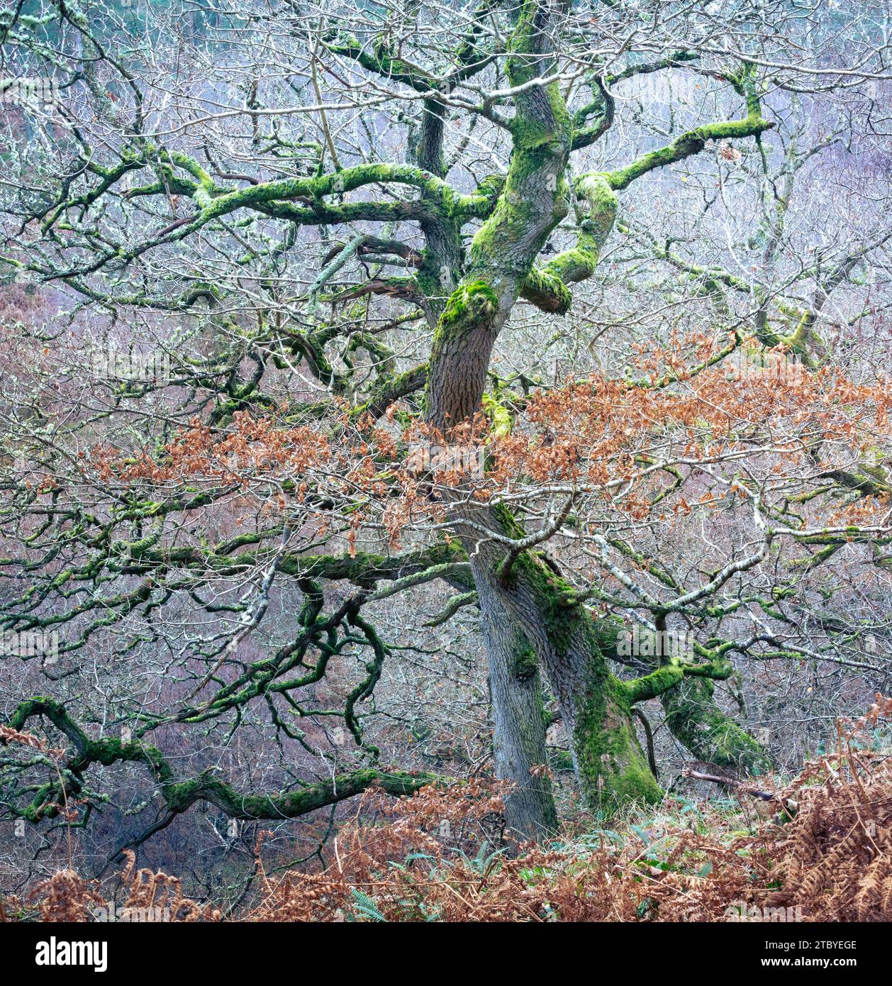 Wiggly, moss covered branches of oak trees in an ancient oak wood in ...
