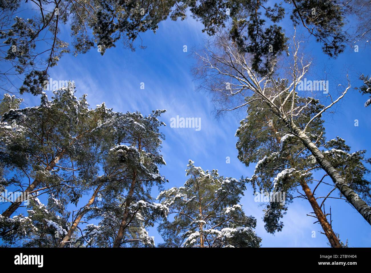 A fabulous view of the crown of snowy trees 3.01.2024 Bialystok Poland ...
