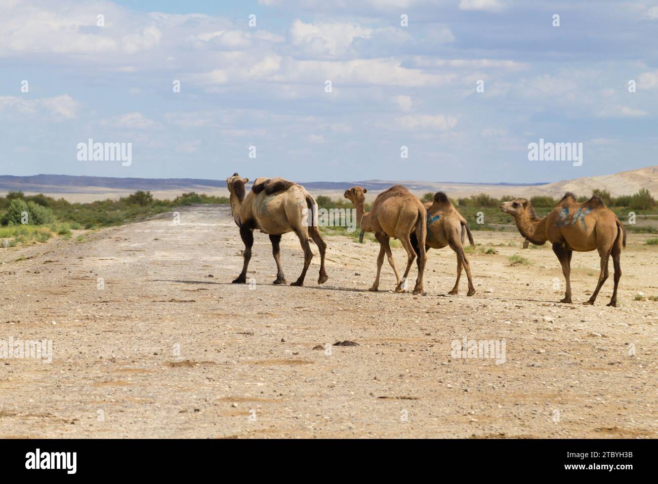 Camel breeding at Senek town, Mangystau, Kazakhstan. Animal background ...