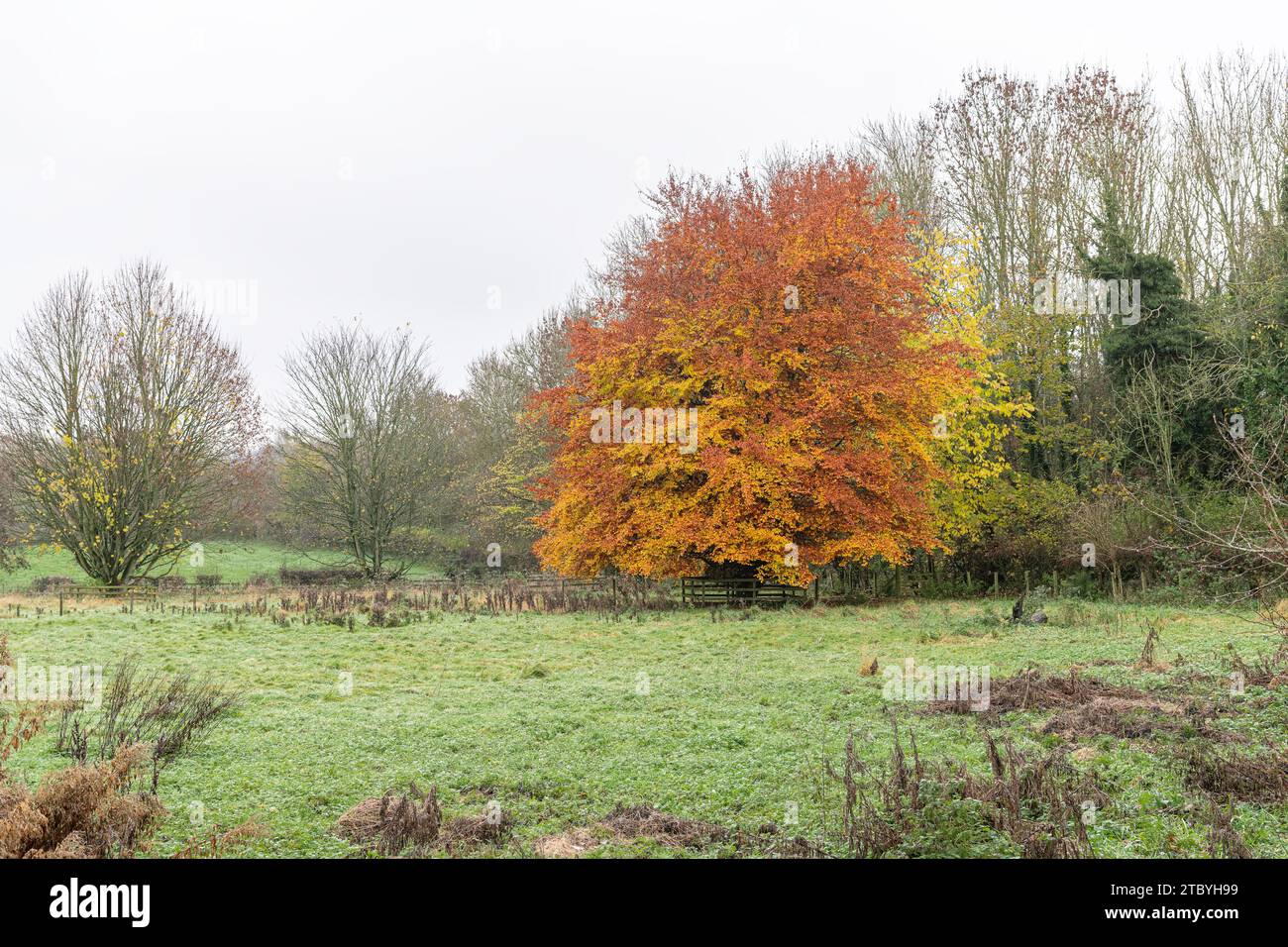 Full borders hi-res stock photography and images - Alamy