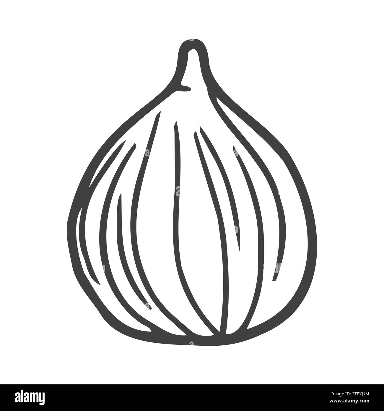 Sliced figs simple vector line art. Exotic fruits minimal illustration ...