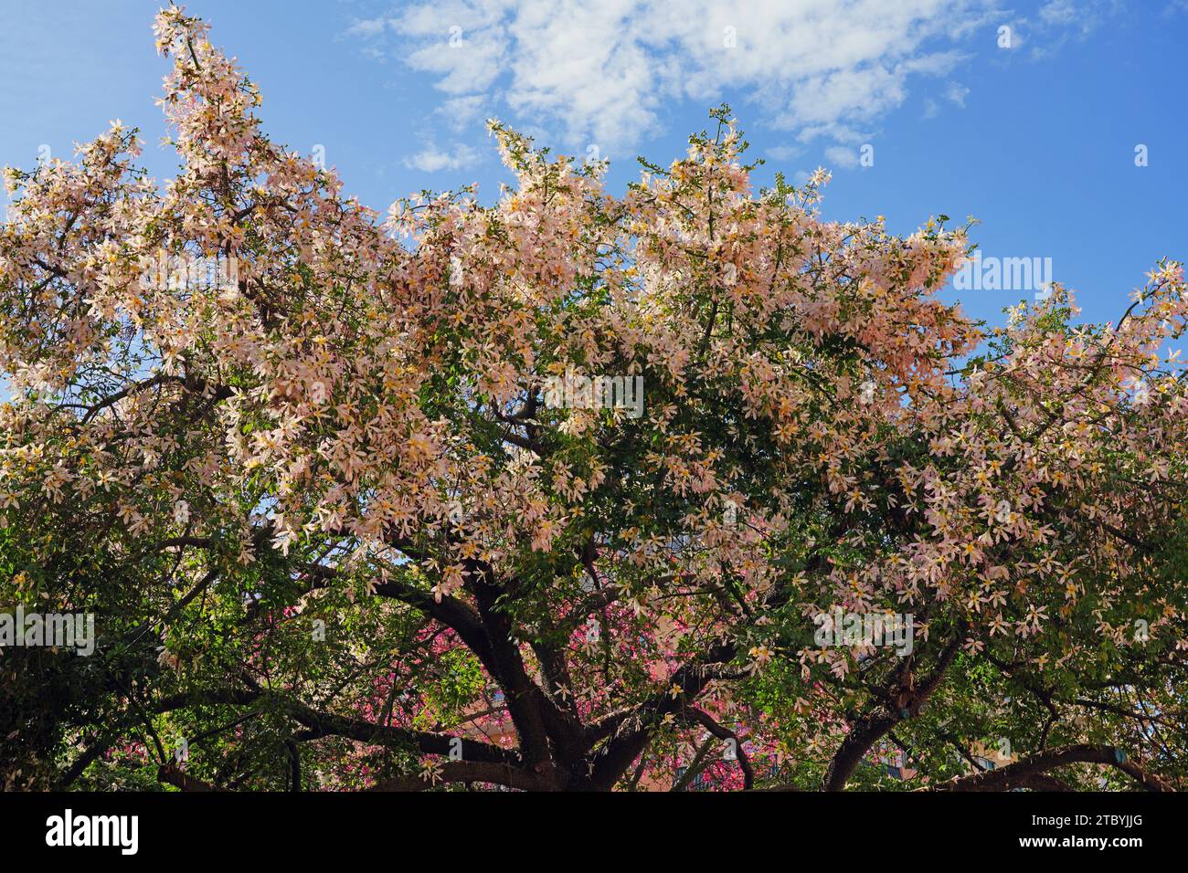 View of the flowers of the floss silk tree (Ceiba speciosa, formerly ...
