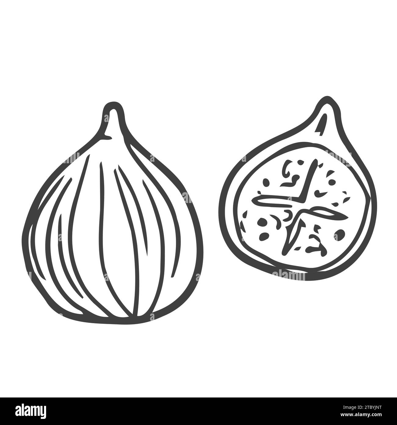 White fig plant Stock Vector Images - Alamy