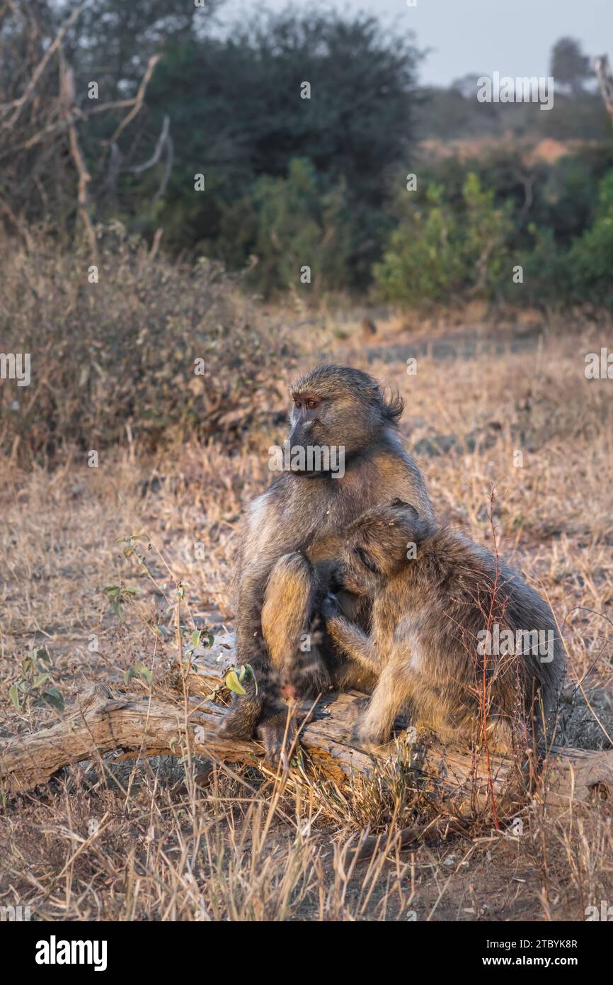 Chacma baboons (Papio ursinus) feeding on wild vegetation and grooming ...