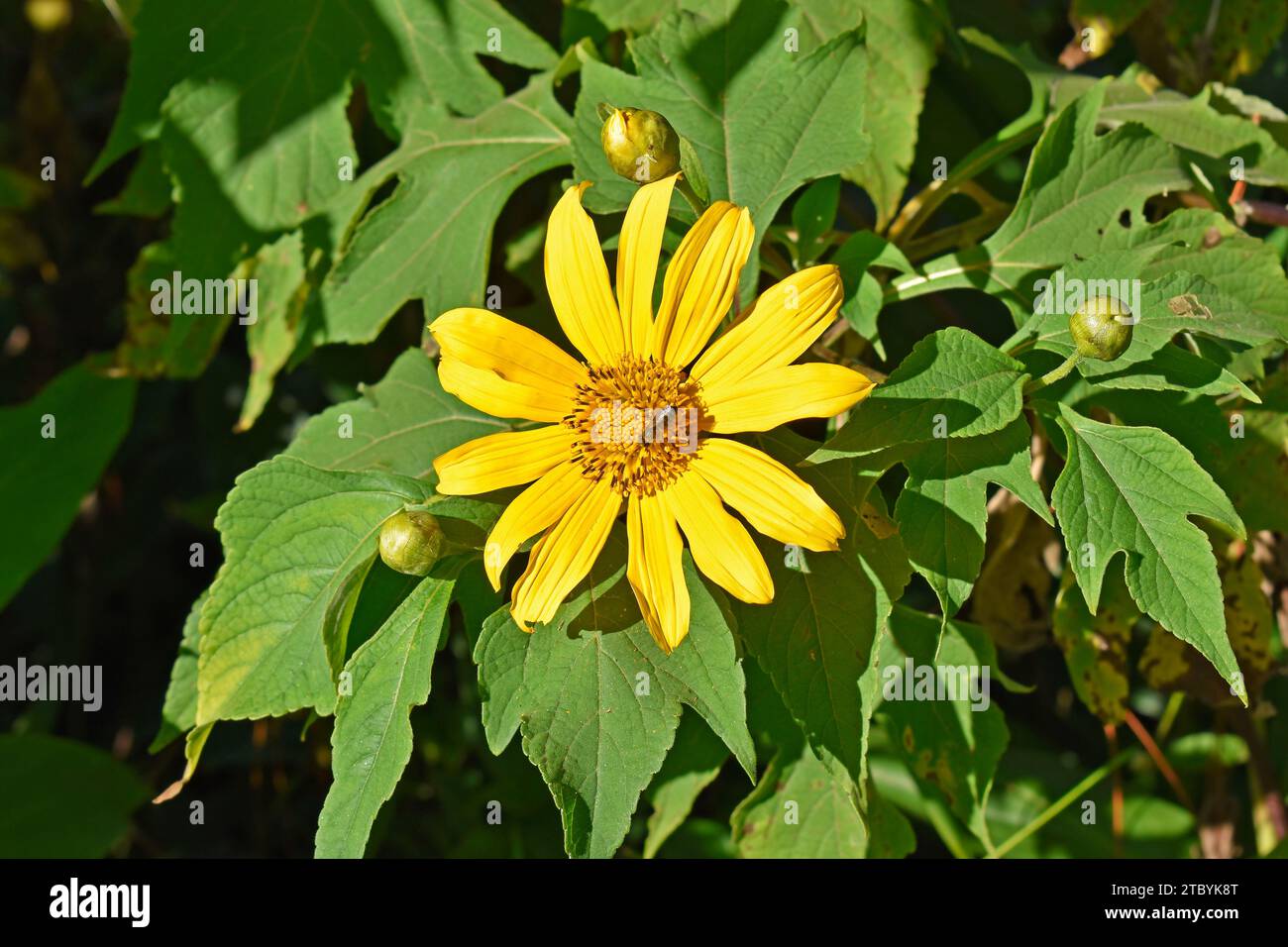 Mexican sunflower or tree marigold (Tithonia diversifolia) on garden ...