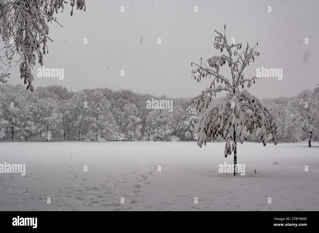 Snow, Westpark in Winter, Munich, Germany Stock Photo - Alamy