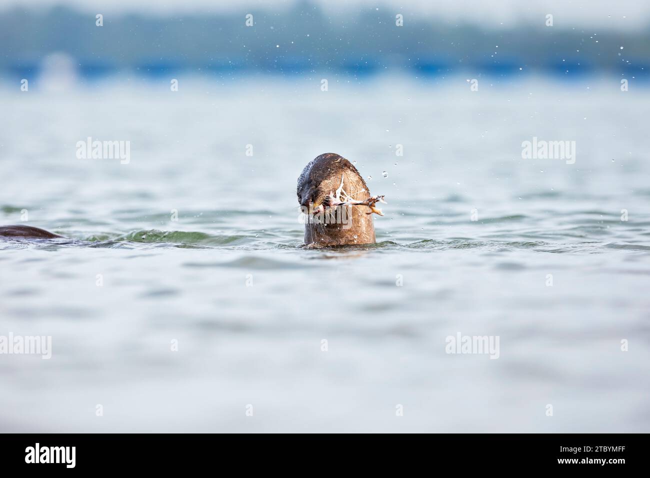 Smooth-coated otter shaking out water from its fur while eating a ...